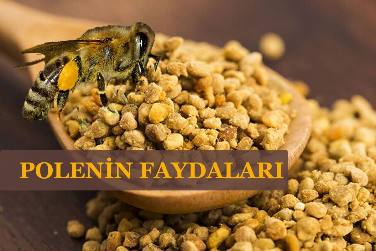 Polenin Faydaları Nelerdir? Arı Poleni Yararları