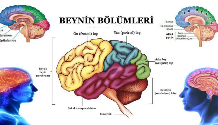 Beynin Bölümleri - Yapısı ve Görevleri - Aylak Bilgin